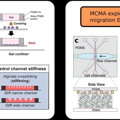 Examples Of Microfluidic Migration Assays Realized With Hydrogels A Download Scientific