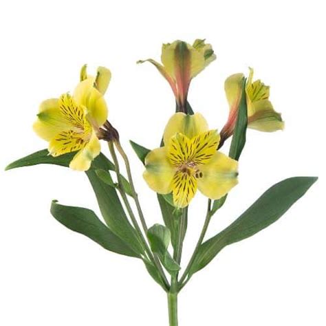Peach Alstroemeria Flower Bulk Flowers