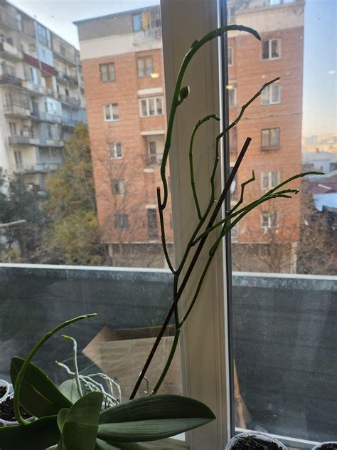 ორქიდეების მოვლა და მათი მეთოდები 🇬🇪 მოგესალმებით წლებია მაქვს ორქიდეები და დაყვავილების მ