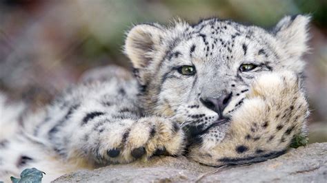White Leopard Wallpaper 73 Pictures Wallpaperset