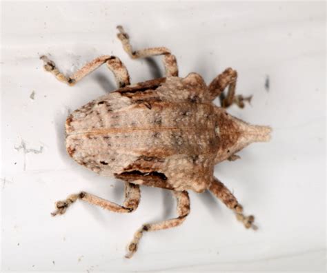 Wild Passionfruit Weevil Oemethylus Triangularis · Inaturalist
