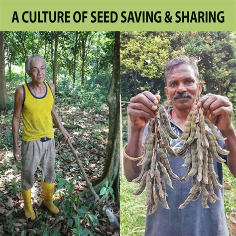 A CULTURE OF SEED SAVING SHARING Consumers Association Penang