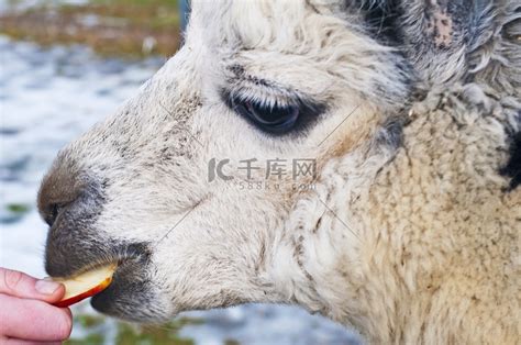 羊驼吃一只手高清摄影大图 千库网