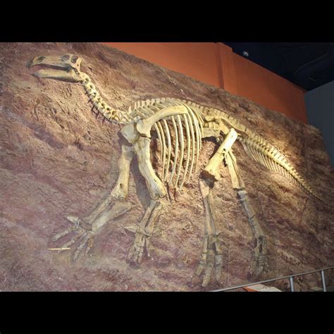Iguanodon Full Skeleton