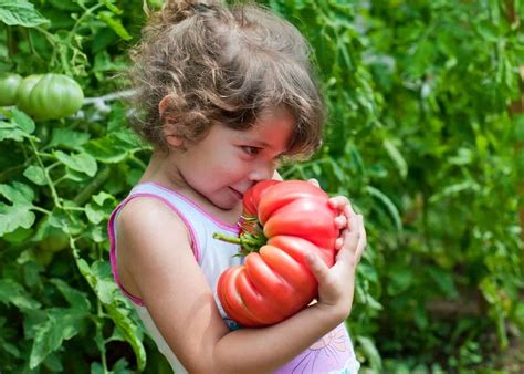 How To Grow Heirloom Tomatoes