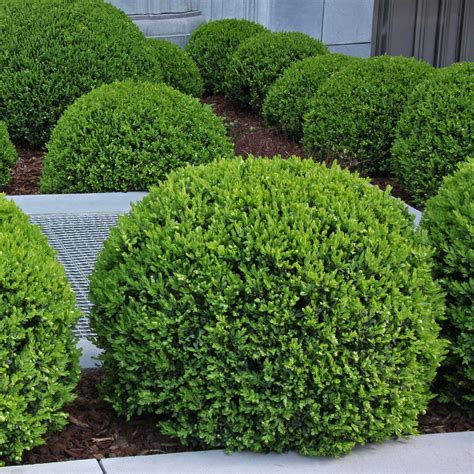 What Eats Box Plants At Lisa Hawke Blog