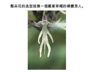 裸男蘭Naked man orchid PPT