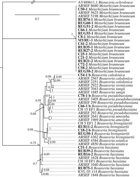 A Bayesian Inference Phylogram Of The 5′ Tef Gene Of The Download