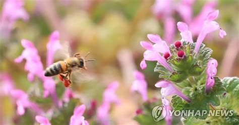 활짝 핀 현호색 꽃과 꿀 따는 벌