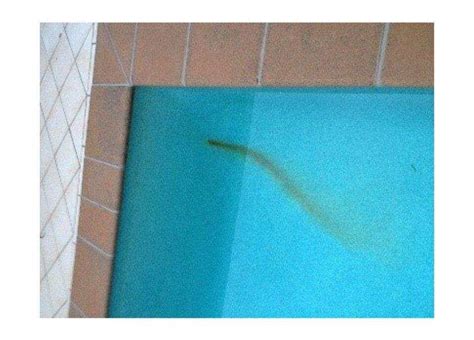 What Are The Causes Of Rust Stains In Swimming Pools My Pool Guy