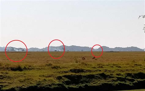 Western News လင်းမြွေတောင်မှ ဆင်းလာသည့် အင်အား ၁၀၀