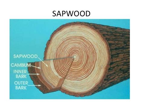 Macrostructure Of Wood