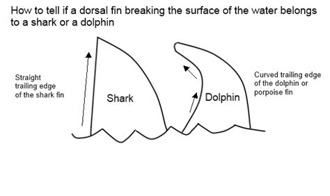 Shark Vs Dolphin Fin