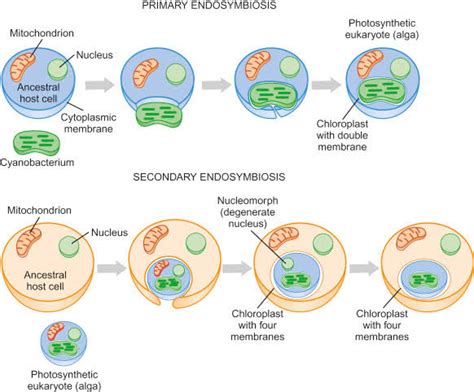 [solved] Draw The Ancestor Of Eukaryotic Cells Before It Has A Mitochondria Course Hero