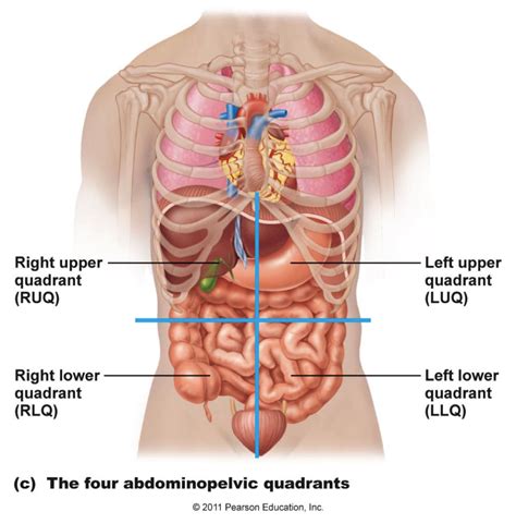 Quadrant Organ Labeling Diagram Quizlet
