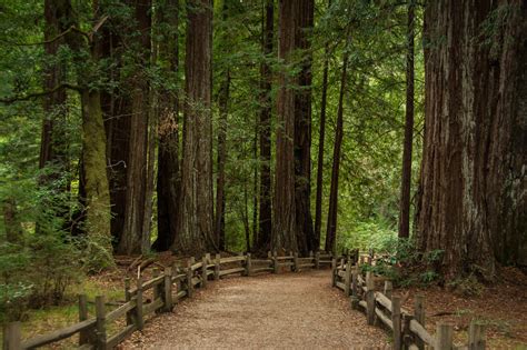 Big Basin Hiking How To Enjoy An Amazing Redwood Trail