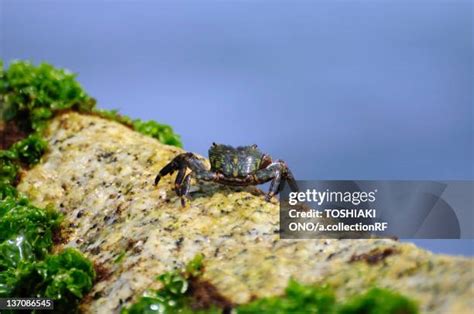 Striped Shore Crab Photos And Premium High Res Pictures Getty Images