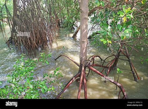 Mangrove Tree With Amazing Aerial Roots In Muddy Water Of Mangrove Forest Stock Photo Alamy