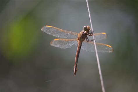 What Causes To Dragonflies Swarm