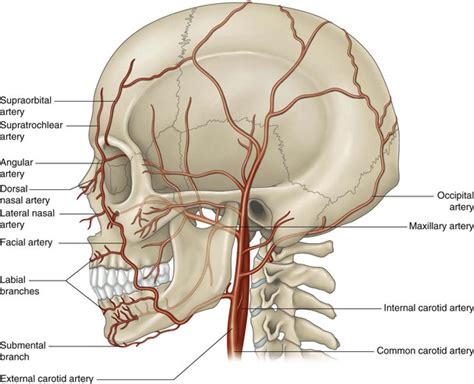 The Facial Artery Musculoskeletal Key
