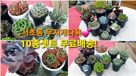 10종 5만원7만원 무료배송 서초동무지개다육 애프터글로우 팅커벨 파랑새 부용 퍼프 코코플레넬 사라히메 원종엘리자베스 Youtube