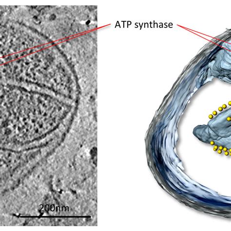 Structure And Organization Of The Mitochondrial Atp Synthase Side And