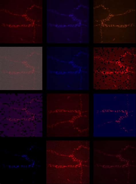 Examples Of Samples Generated Using Data Augmentation By Applying Four Download Scientific