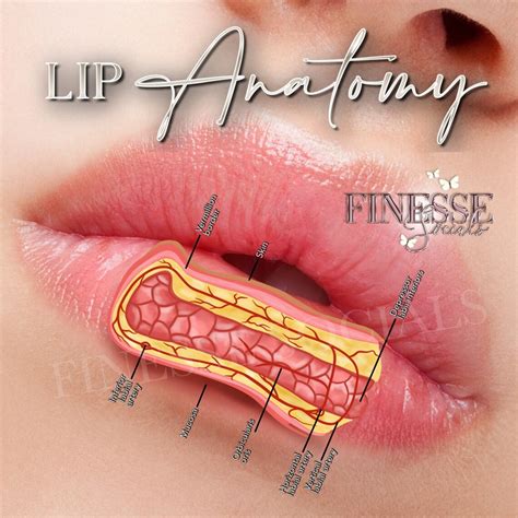 Lip Anatomy Overlay For Aesthetics Practitioners 1 Etsy