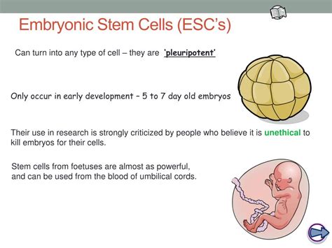 Ppt Stem Cells Ethical Issues Powerpoint Presentation Free Download Id2167175