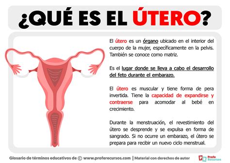 Qué Es El Útero Definición De Útero