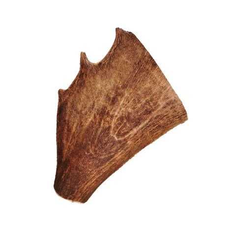 Bois De Daim La Famille Ku