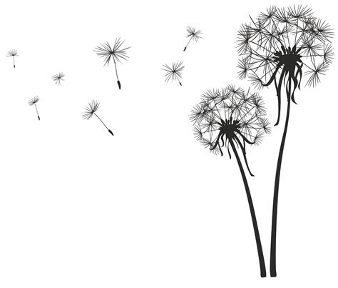 Одуванчик картинка на белом фоне 65 фото