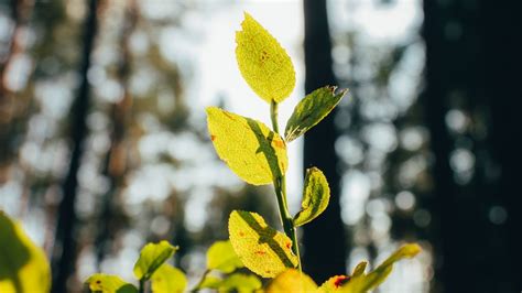 Minor Update 6 For Vivaldi Desktop Browser 5 4