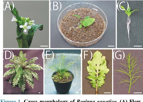 Rorippa Aquatica Semantic Scholar
