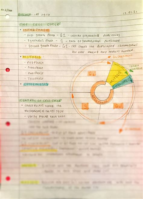 Solution A Level Biology Salters Nuffiled Cell Cycle Interphase