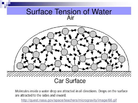 Why Does Surface Tension Happen In Water At Joshua Freeman Blog