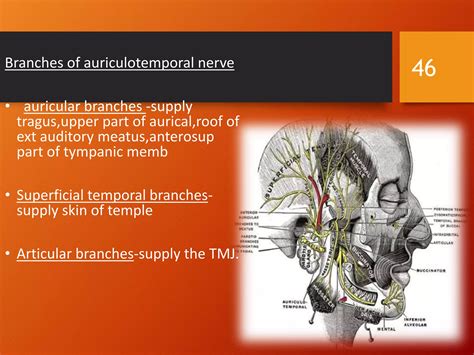 Trigeminal Nerve Rohit N Rathod Ppt