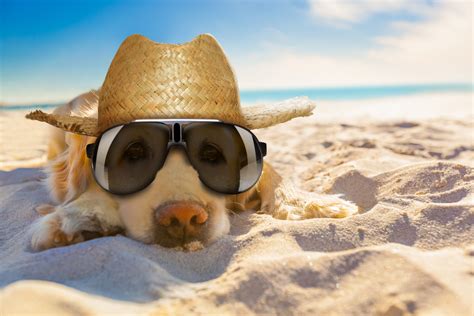Todays Summer Dog Day Too Hot For Dogs In New Jersey