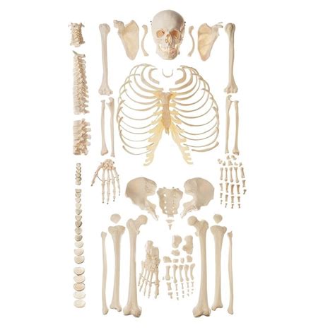 Disarticulated Skeleton Anatomy Models