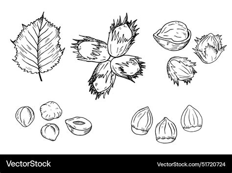 Hazel Nut Hand Drawn Set Royalty Free Vector Image