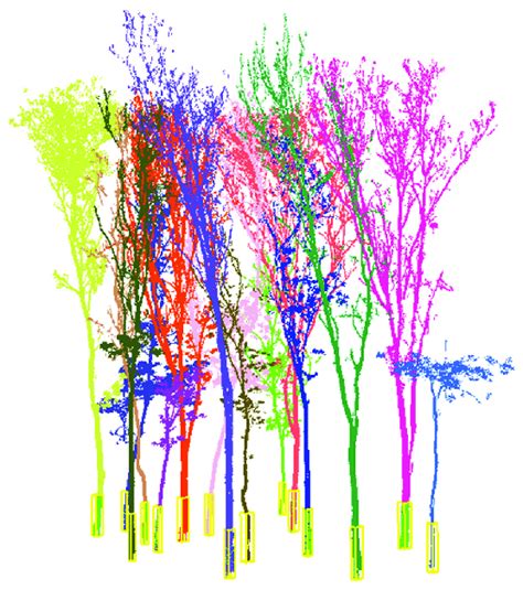 Trunk Detection Results Based On Improved Dbscan Download Scientific Diagram