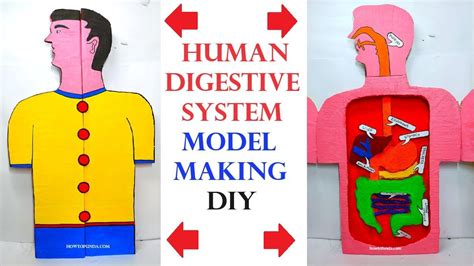Human Digestive System Model Making For Science Project Exhibition