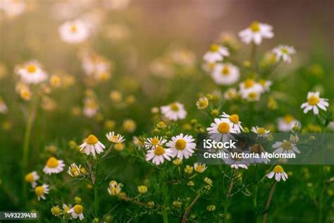 카모마일 밭 매크로 흰색 꽃 배경 아침 태양이 닫힙니다 약초 Chamaemelum Nobile 로마 대안 봄 데이지 아름다운 초원 허브 주입 음료 0명에 대한 스톡 사진 및