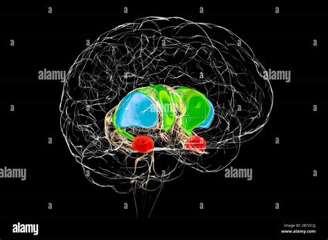 Brain Dorsal Striatum Anatomy Computer Illustration The Dorsal