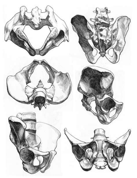 VELOCIBLOGGER The Bone Drawings Sketchbook Pages