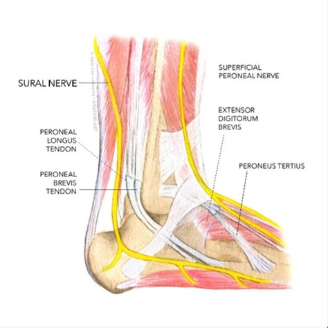 Posterior Tibial Nerve And Sural Nerve Block — Kwak Talk
