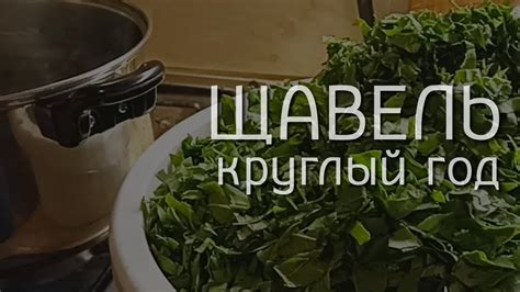 Щавель на зиму как собрать приготовить и сохранить Youtube