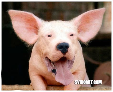 Собака с поросячьей мордой 79 фото