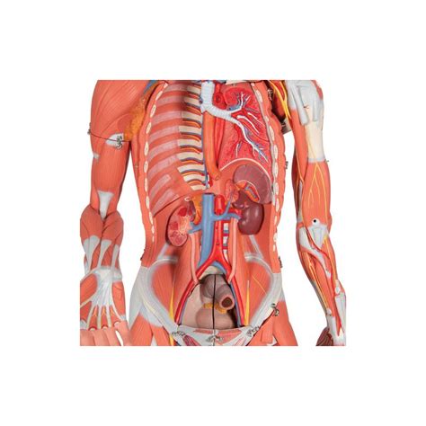 3b Scientific Dual Sex 45 Part Human Body With Muscles On Metal Stand