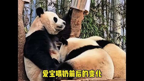 爱宝带娃的前后区别睿宝辉宝 爱宝双胞胎 Youtube